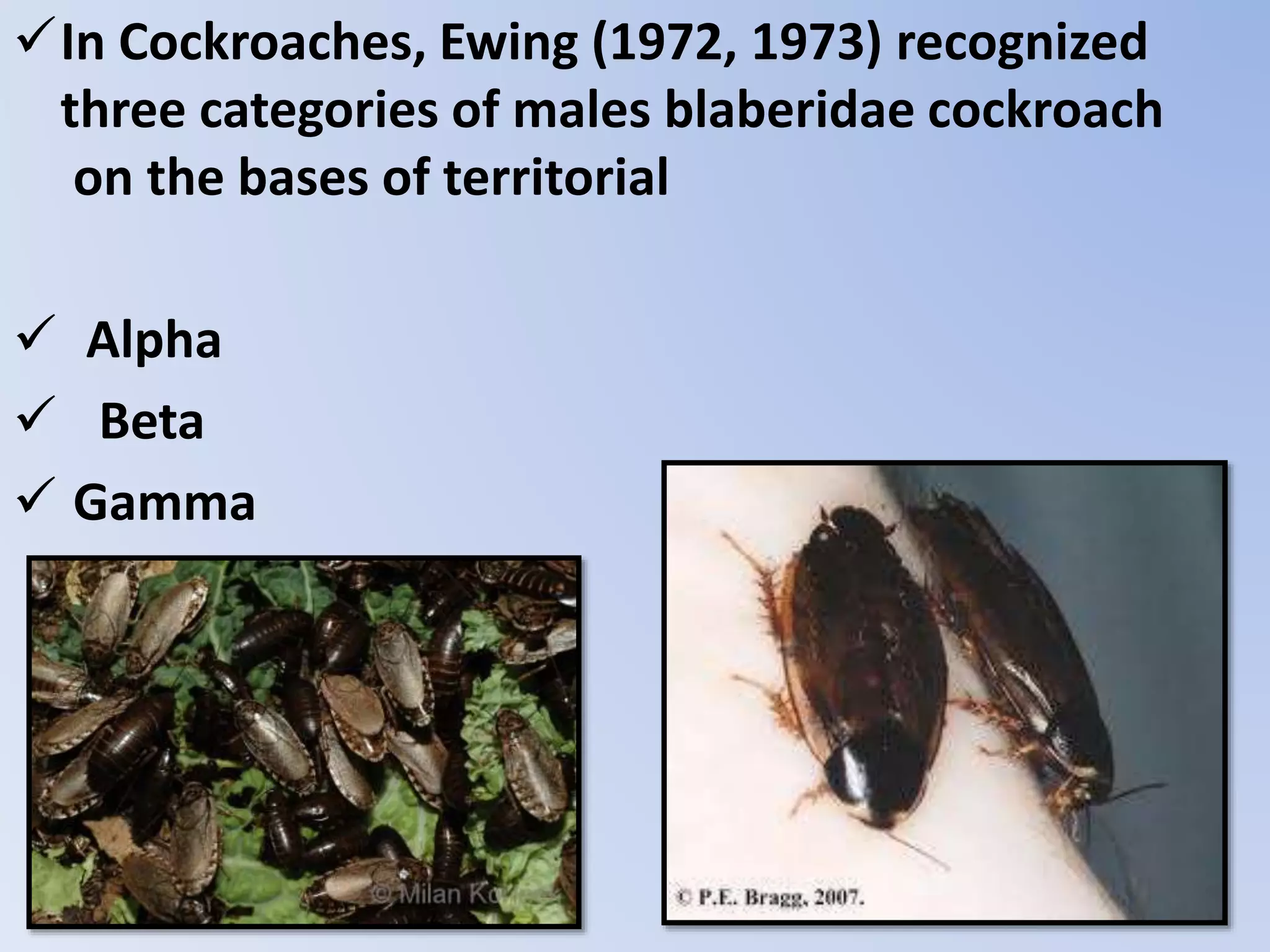Territoiality in arthropoda | PPTX
