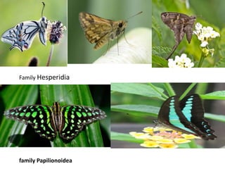Territoiality in arthropoda | PPTX