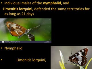 Territoiality in arthropoda | PPTX