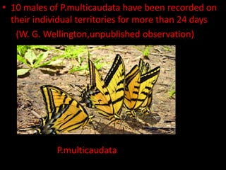 Territoiality in arthropoda | PPTX