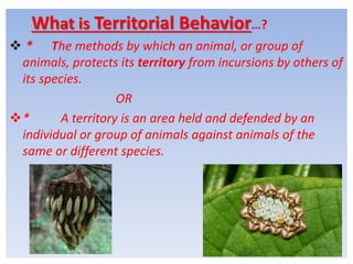 Territoiality in arthropoda | PPTX