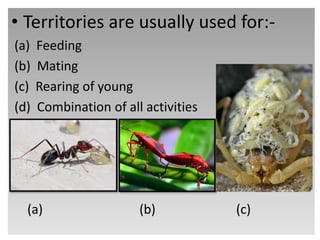 Territoiality in arthropoda | PPTX
