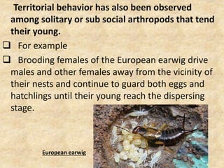 Territoiality in arthropoda | PPTX
