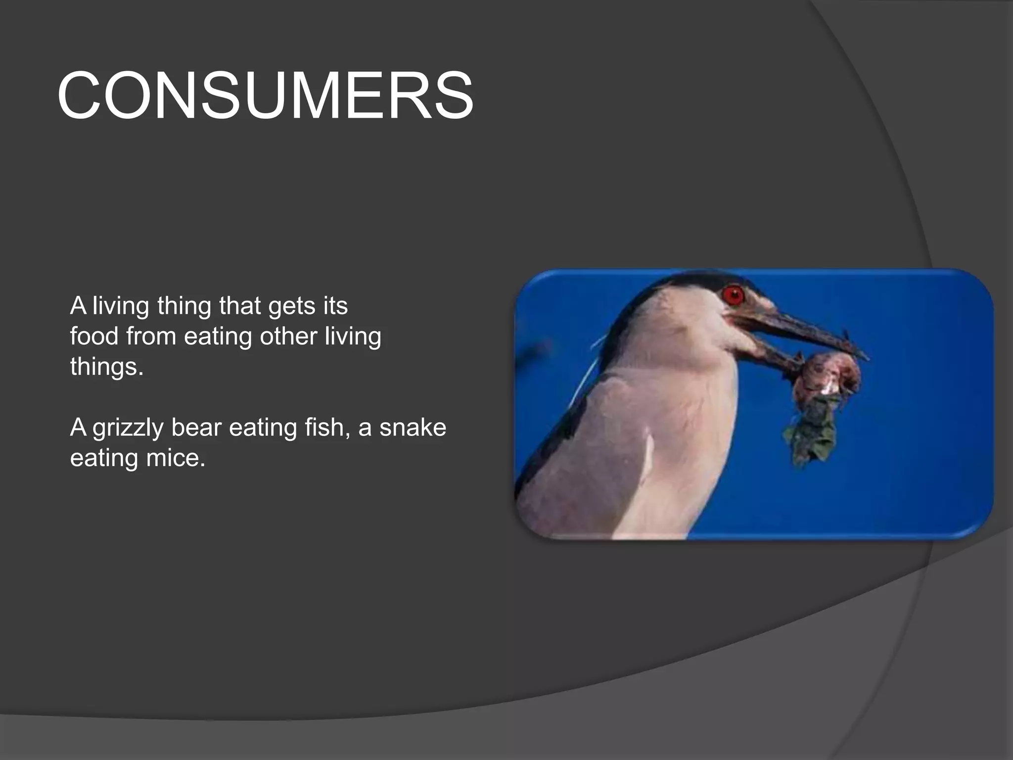 Territorial ecosystem | PPT