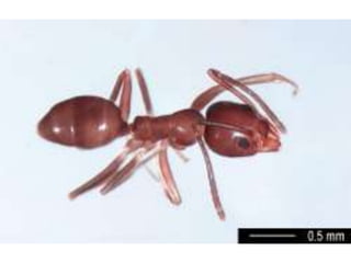 IHA Congress 2011 - Session 4c - Terry Moss | PPTX