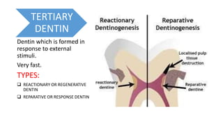 tertiary dentin.pptx