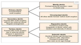 tertiary dentin types of tertiary dentin and histology | PPT