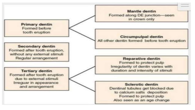 tertiary dentin types of tertiary dentin and histology | PPT