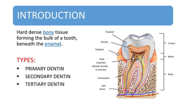 tertiary dentin types of tertiary dentin and histology | PPT