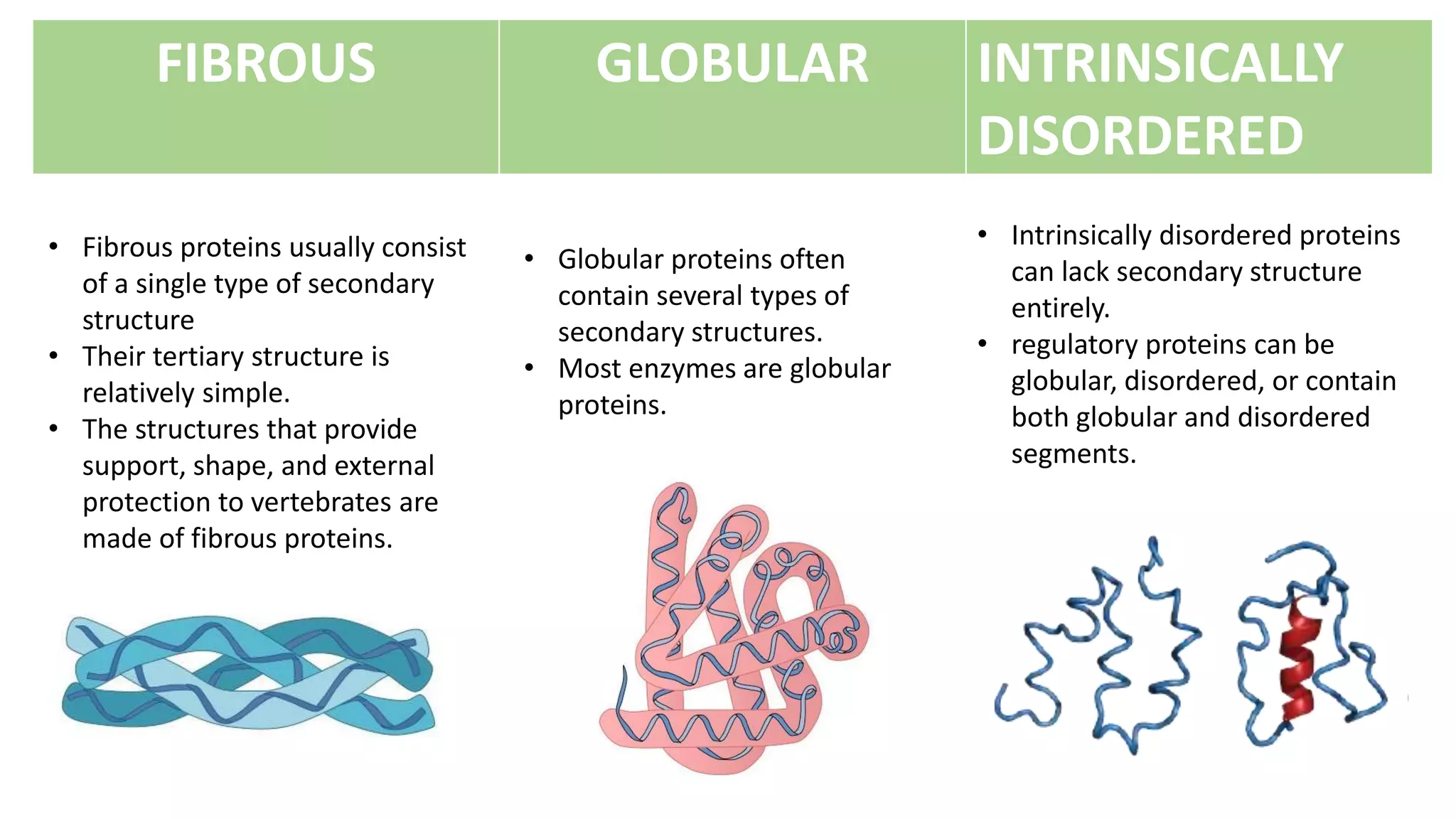 Tertiary Structure of Proteins | PPTX