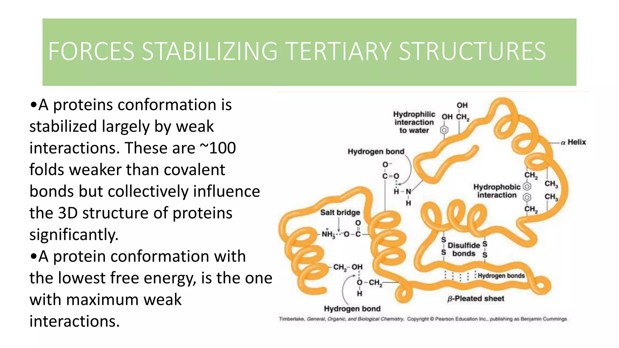 Tertiary Structure of Proteins | PPTX