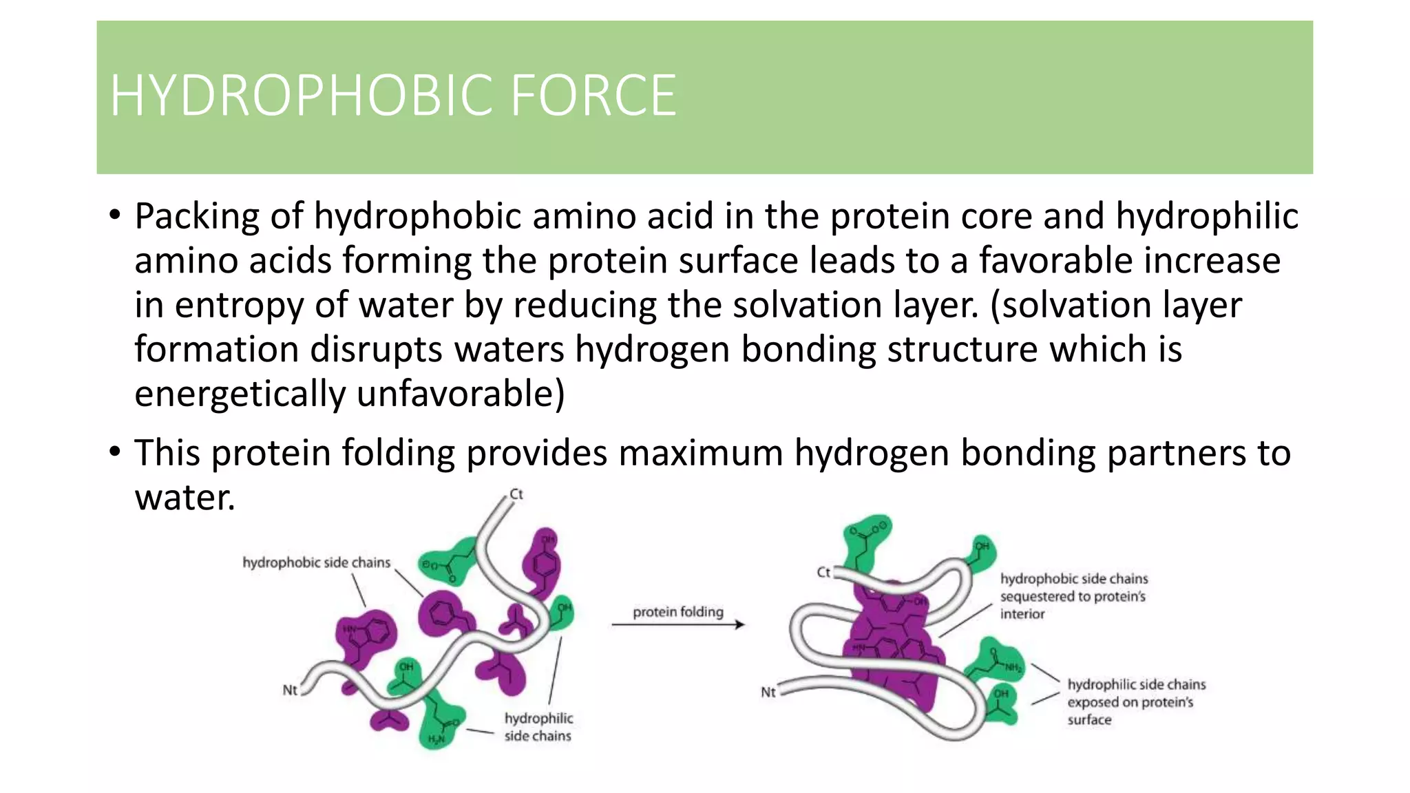 Tertiary Structure of Proteins | PPTX