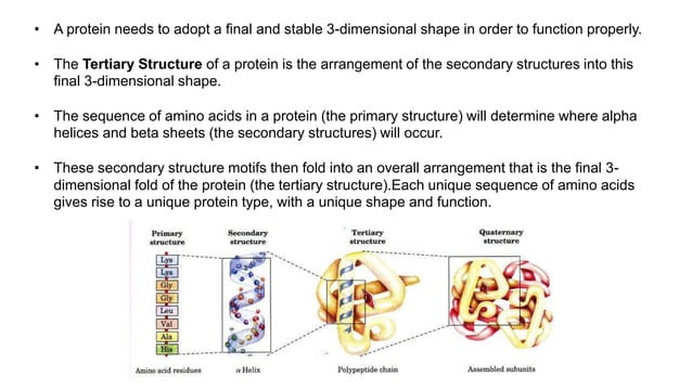 Tertiary Structure of Proteins | PPTX