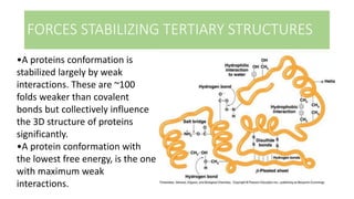 Tertiary Structure of Proteins | PPTX