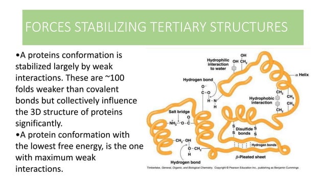 Tertiary Structure of Proteins | PPTX