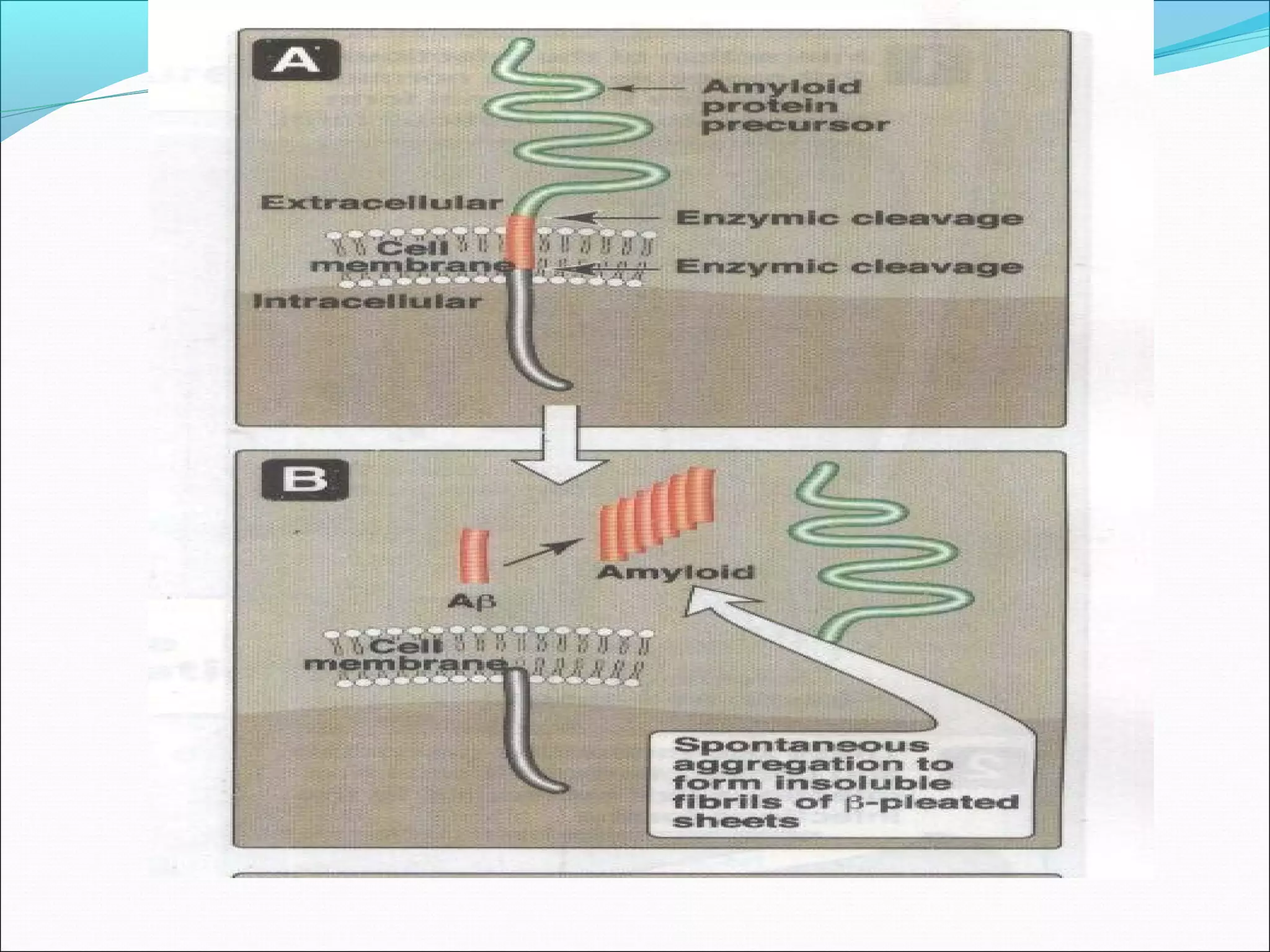 Tertiary structure of proteins | PPT