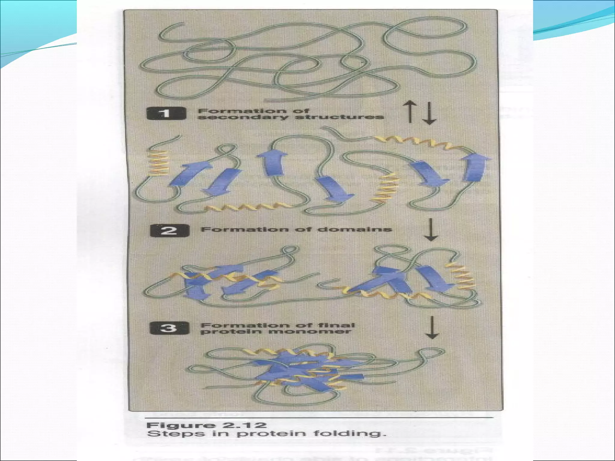 Tertiary structure of proteins | PPT