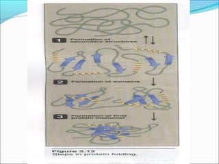 Tertiary structure of proteins | PPT