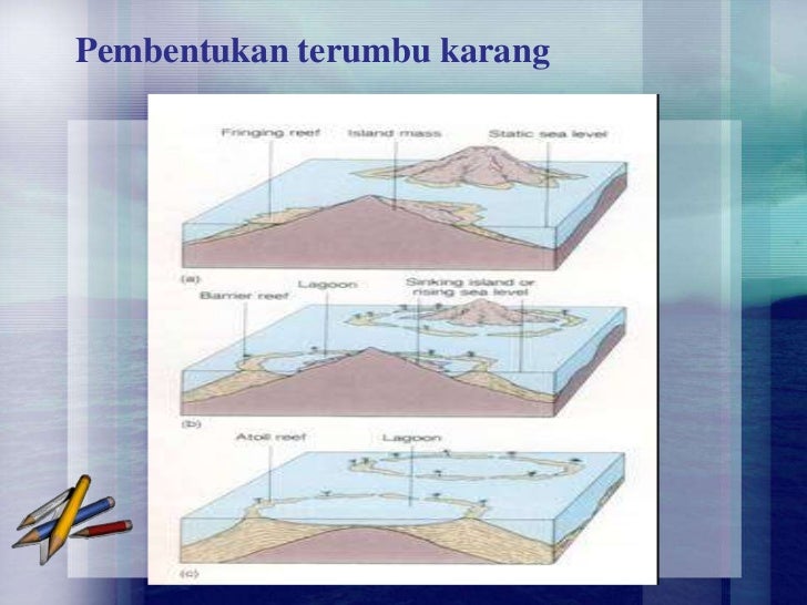 Terumbu karang