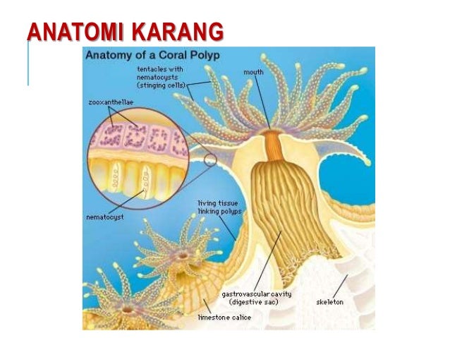 Mengenal Terumbu Karang