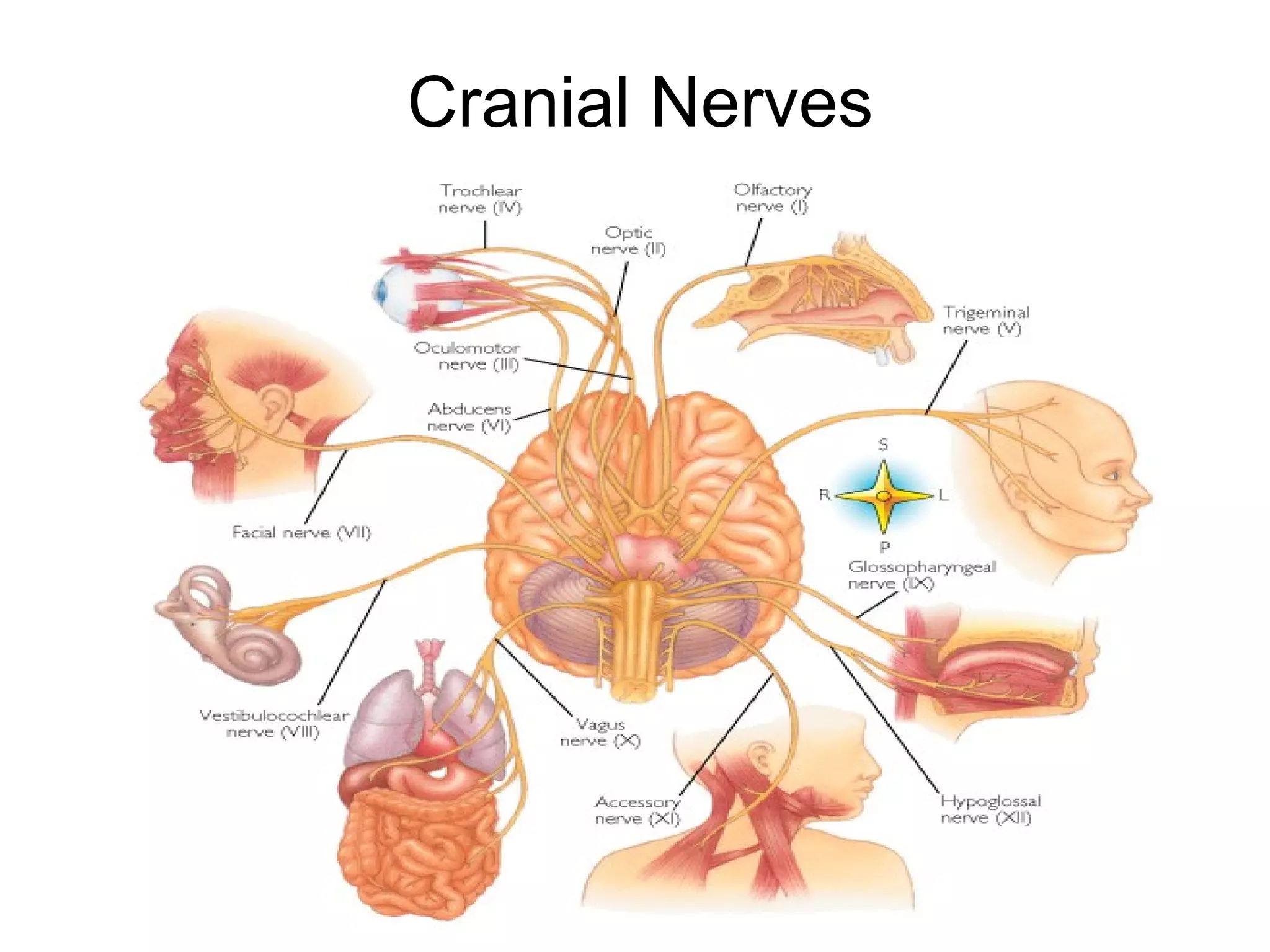 Bell's Palsy Electrical Stimulation Treatment | ODP