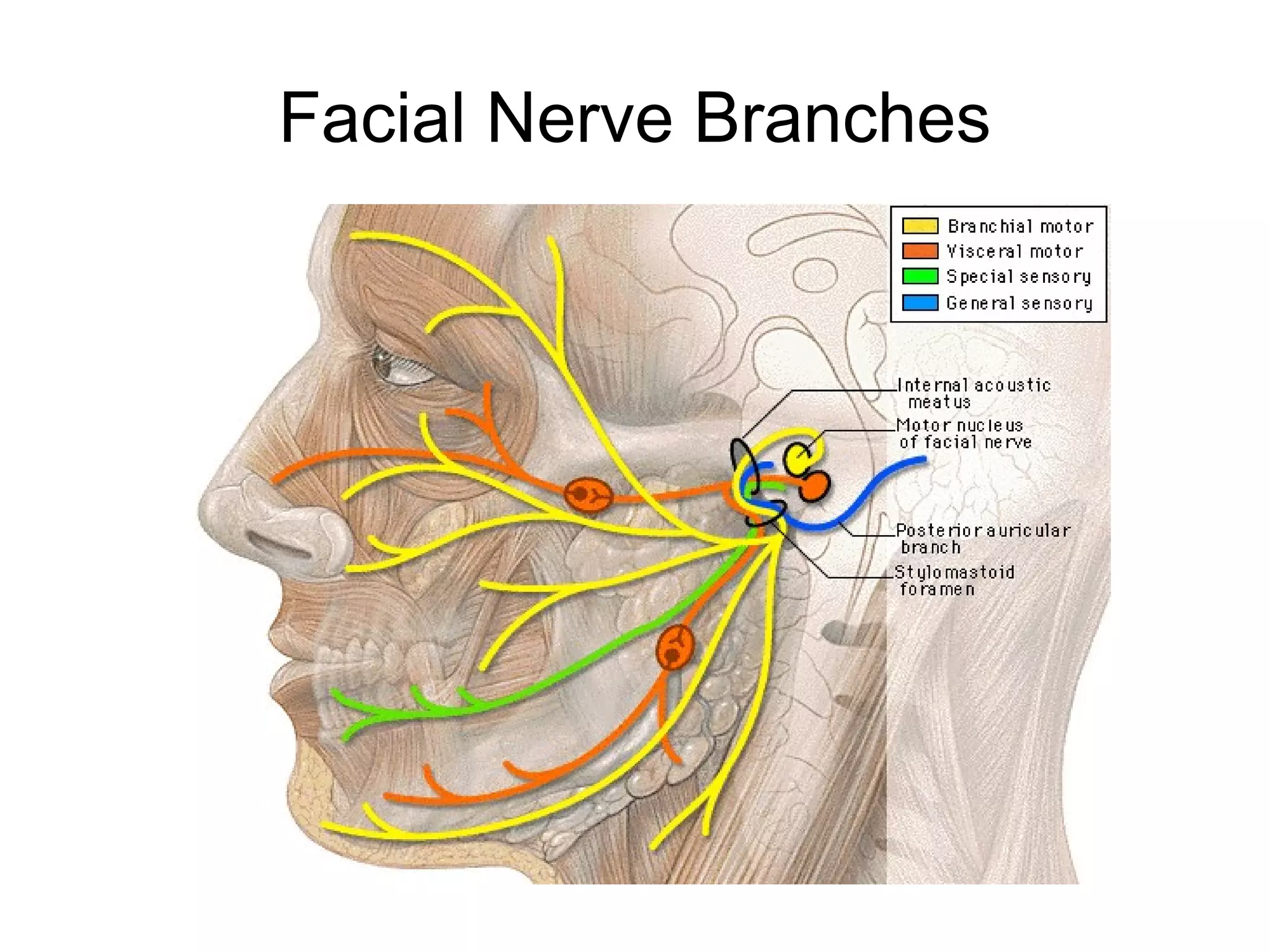 Bell's Palsy Electrical Stimulation Treatment | ODP