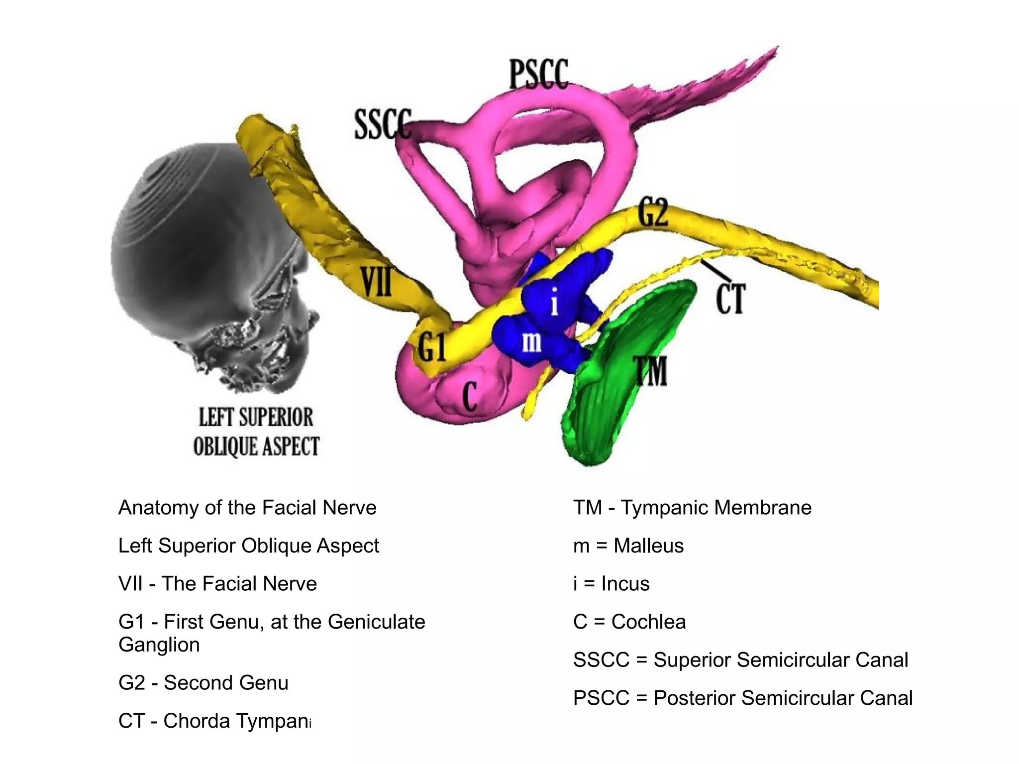 Bell's Palsy Electrical Stimulation Treatment | ODP