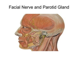 Bell's Palsy Electrical Stimulation Treatment | ODP