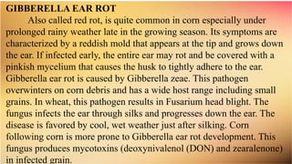 TESDA CORN and diseases in the Philippines.pptx