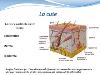 Tecniche avanzate per la valutazione del trasporto di farmaci e ...