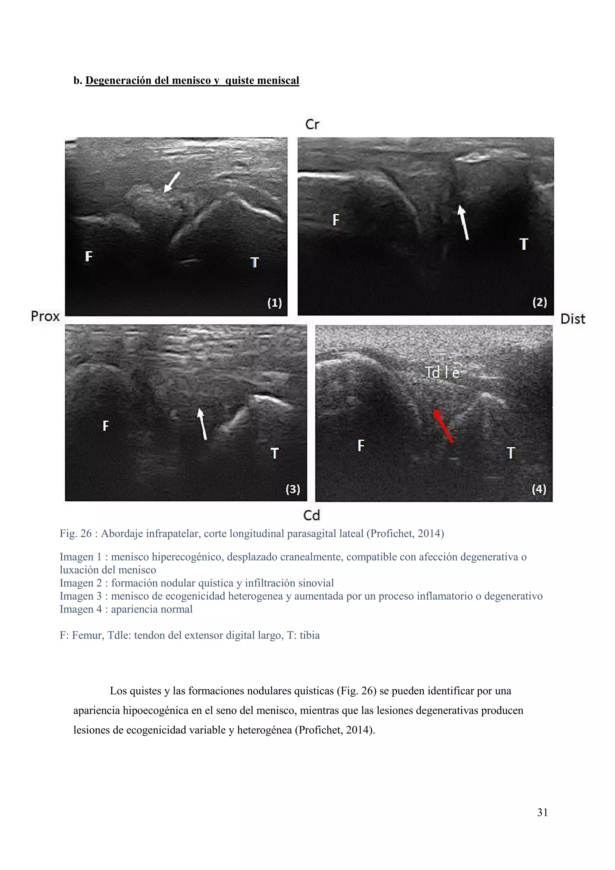 ECOGRAFIA DE LA RODILLA DEL PERRO | PDF