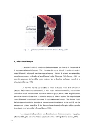 ECOGRAFIA DE LA RODILLA DEL PERRO | PDF