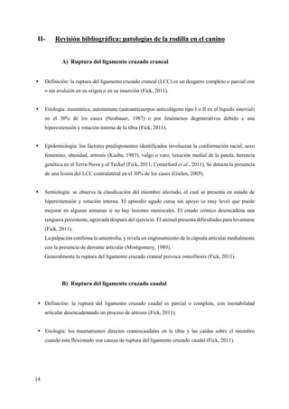 ECOGRAFIA DE LA RODILLA DEL PERRO | PDF
