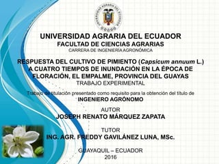 Respuesta del cultivo de pimiento a cuatro tiempos de inundación en la ...