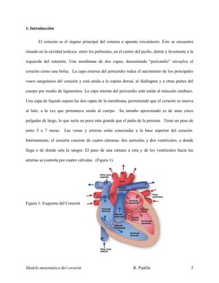 Modelo Matemático del Corazón | DOCX