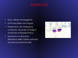 Tessuto Connettivo propriamente detto | PPT