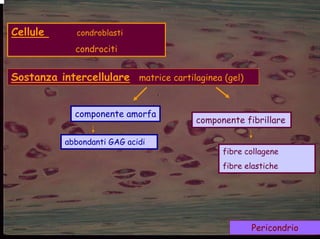 Tessuto cartilagineo | PDF
