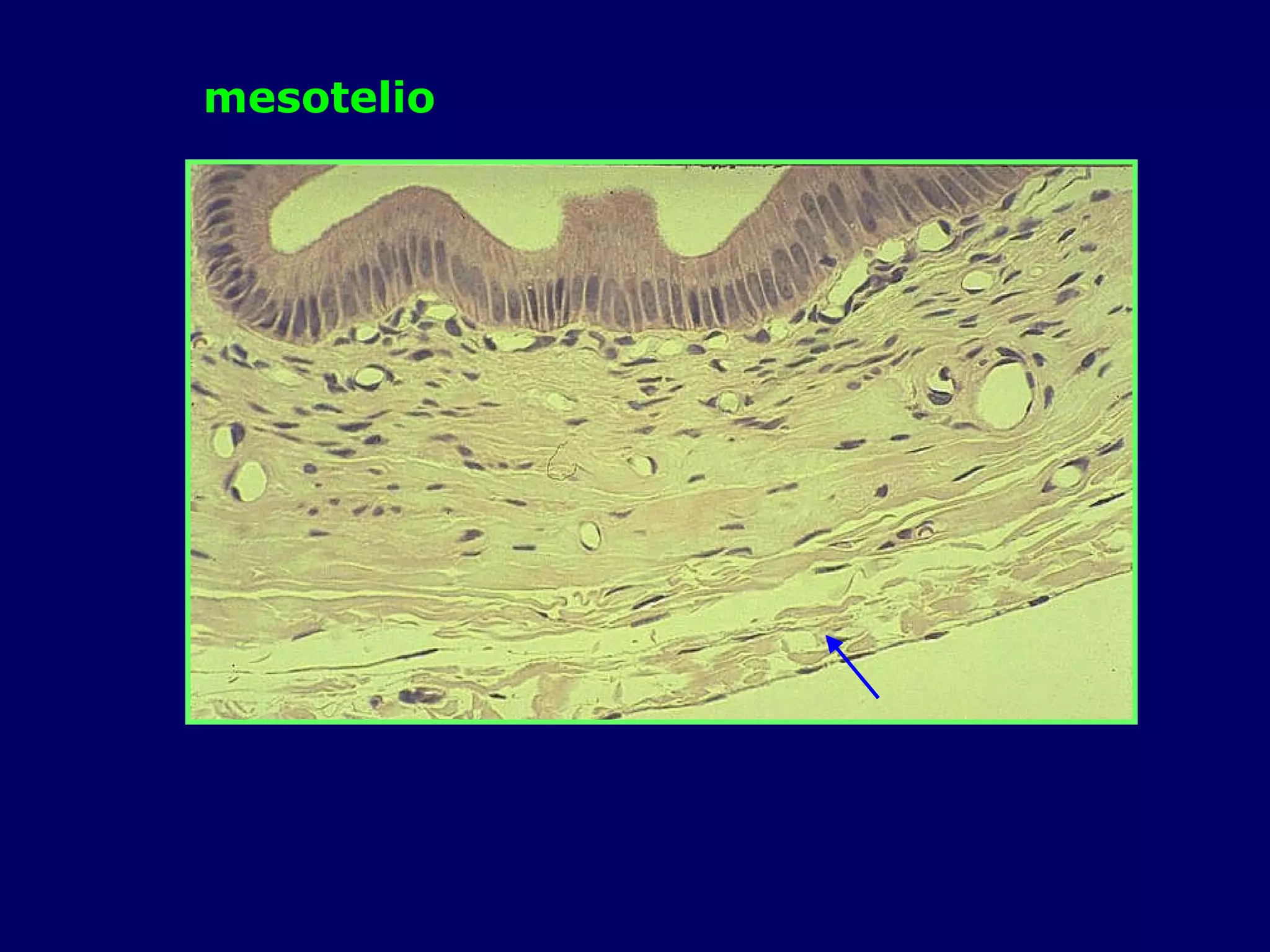 Tessuto epiteliale di rivestimento | PPT | Ear, Nose and Throat ...