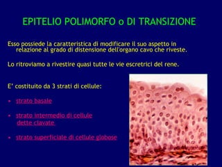 Tessuto epiteliale di rivestimento | PPT