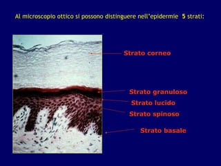 Tessuto epiteliale di rivestimento | PPT