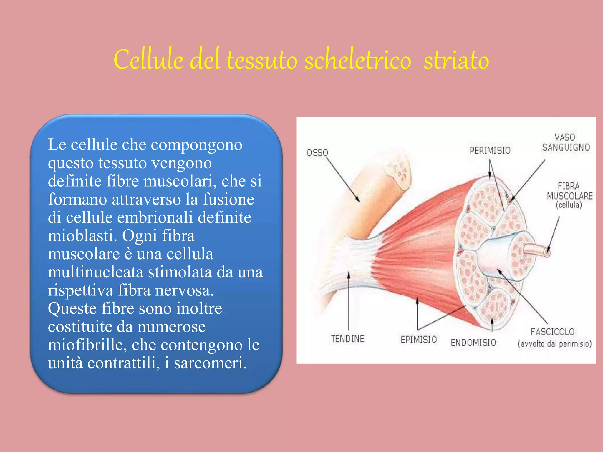 Il tessuto muscolare | PPTX