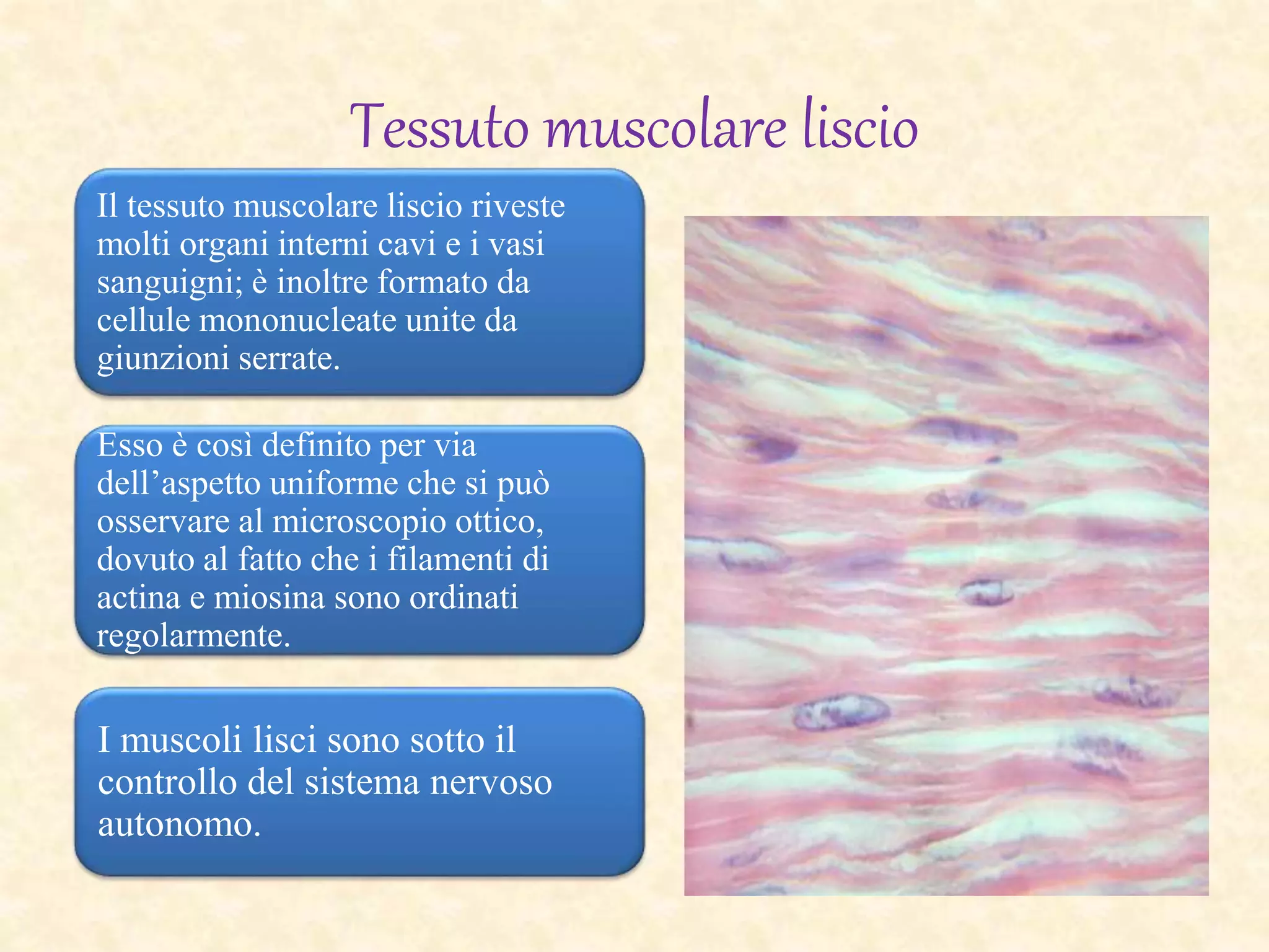 Il tessuto muscolare | PPTX