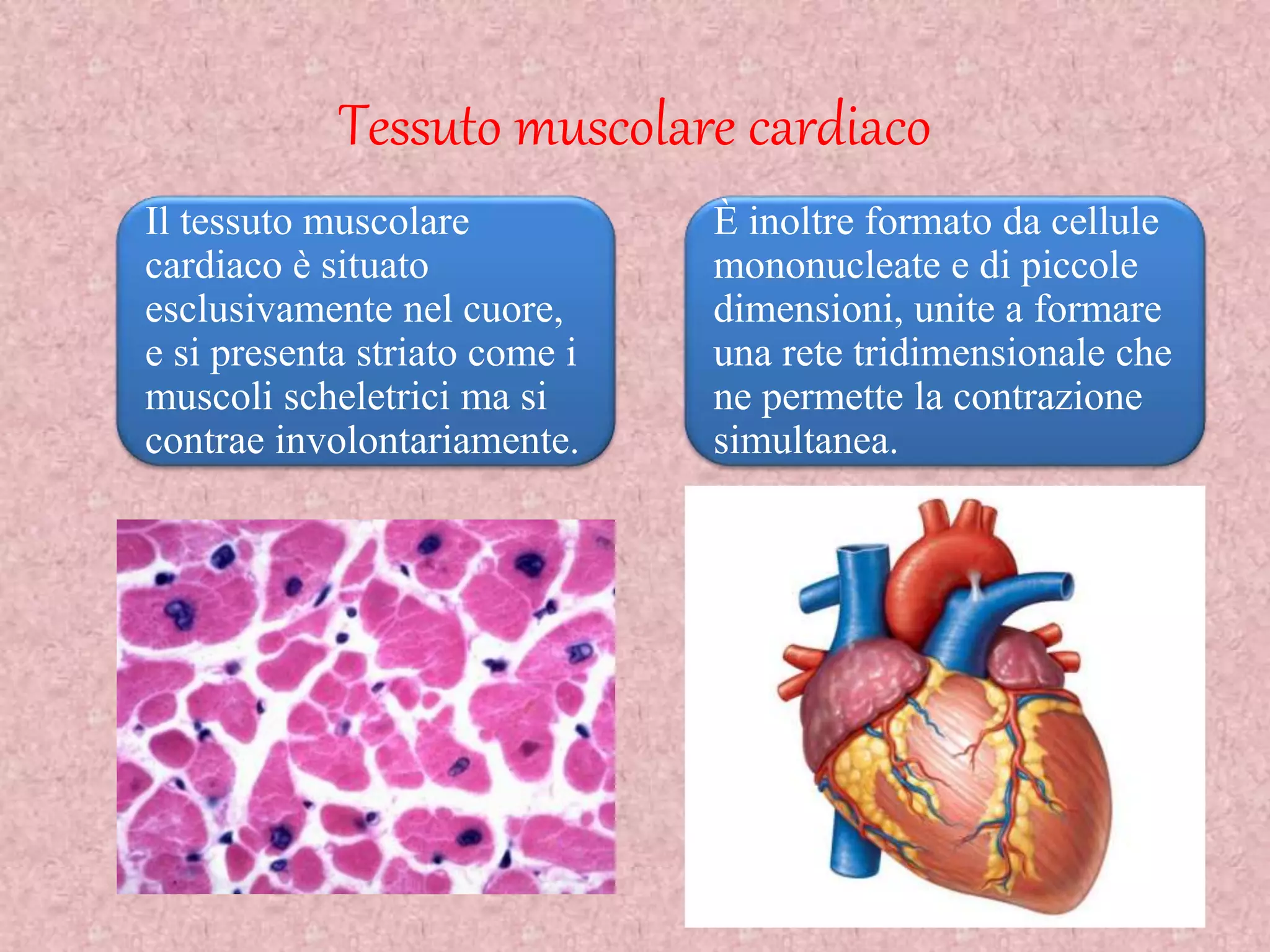 Il tessuto muscolare | PPTX