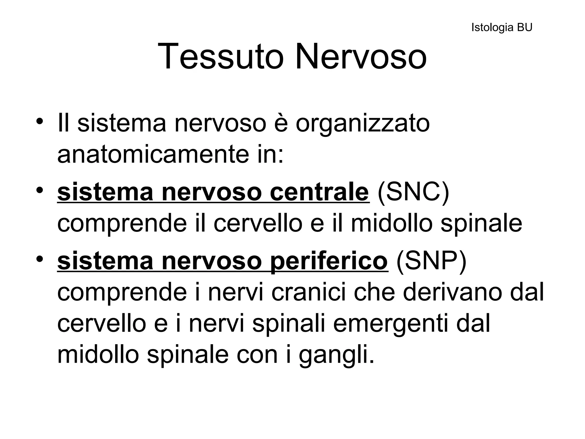 Tessuto nervoso | PPT