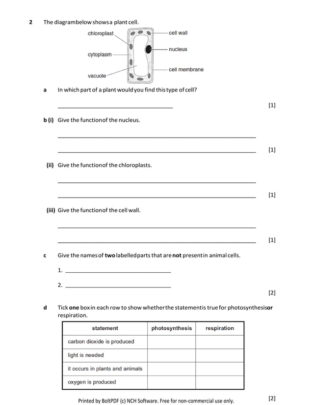 Test photosynthesis | PDF | Gardening | Home & Garden