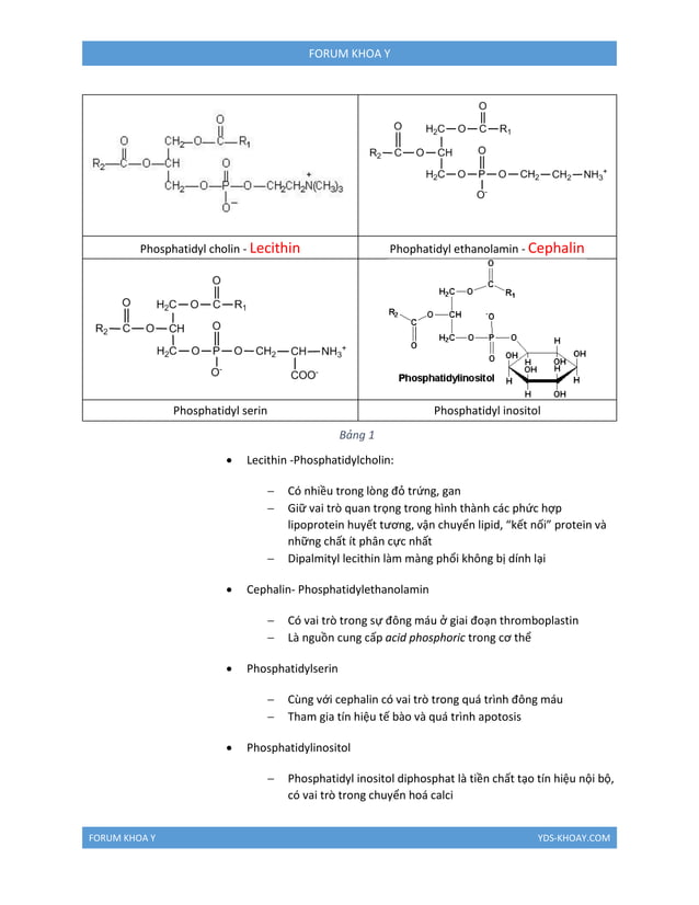 hoa sinh lipid | PDF