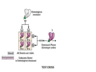Test cross, co dominance and incomplete dominance, Multiple alleles, | PPTX