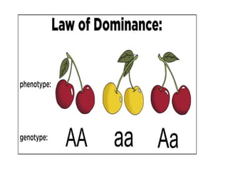 Law Of Dominance Example
