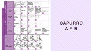 Test de Capurro , escala para mejorar la valoración | PDF