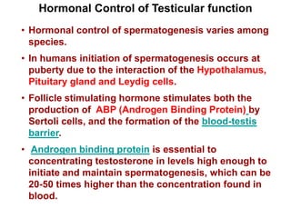 Testes: structure & endocrine function | PDF